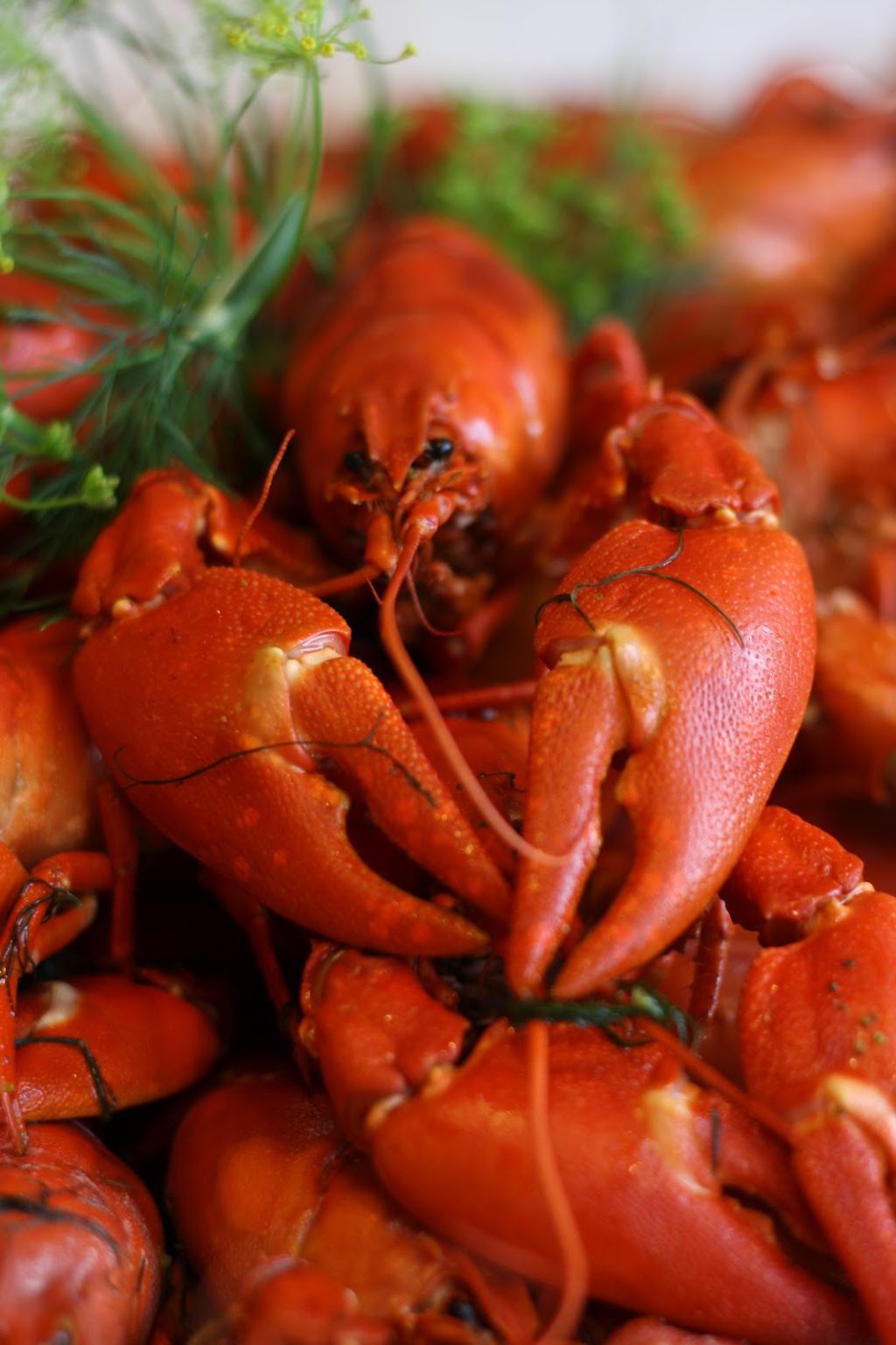 Simply Crayfish - Buy UK Crayfish Online