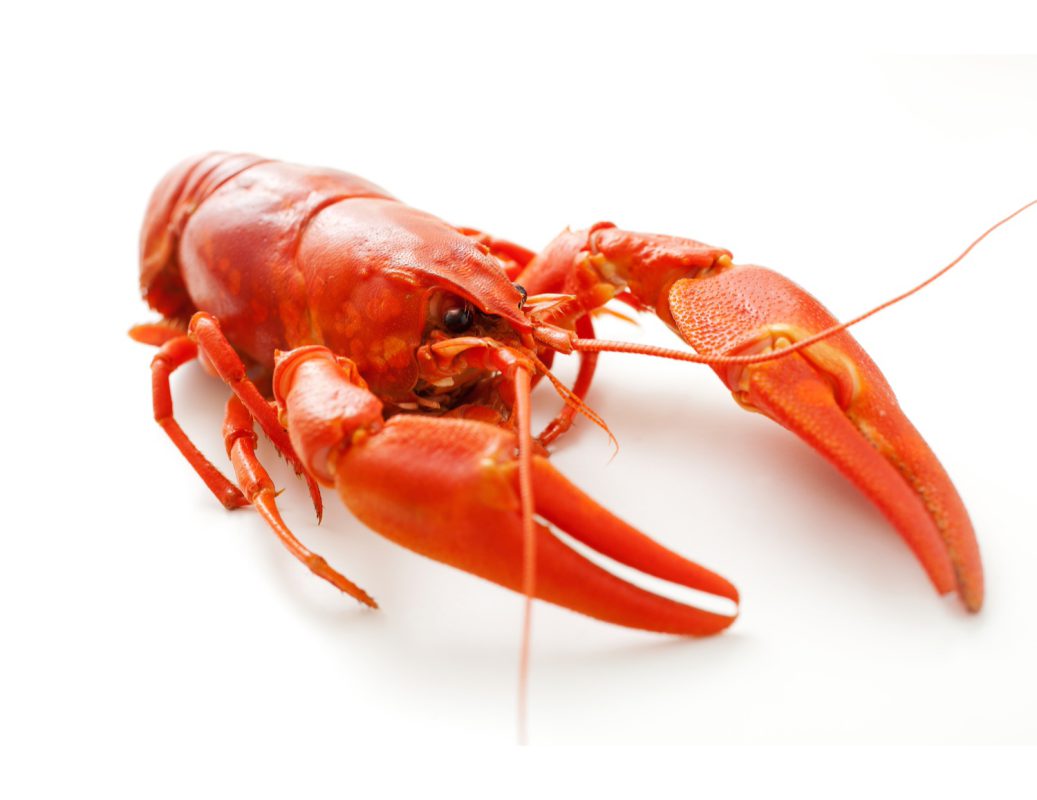 Simply Crayfish - Buy UK Crayfish Online