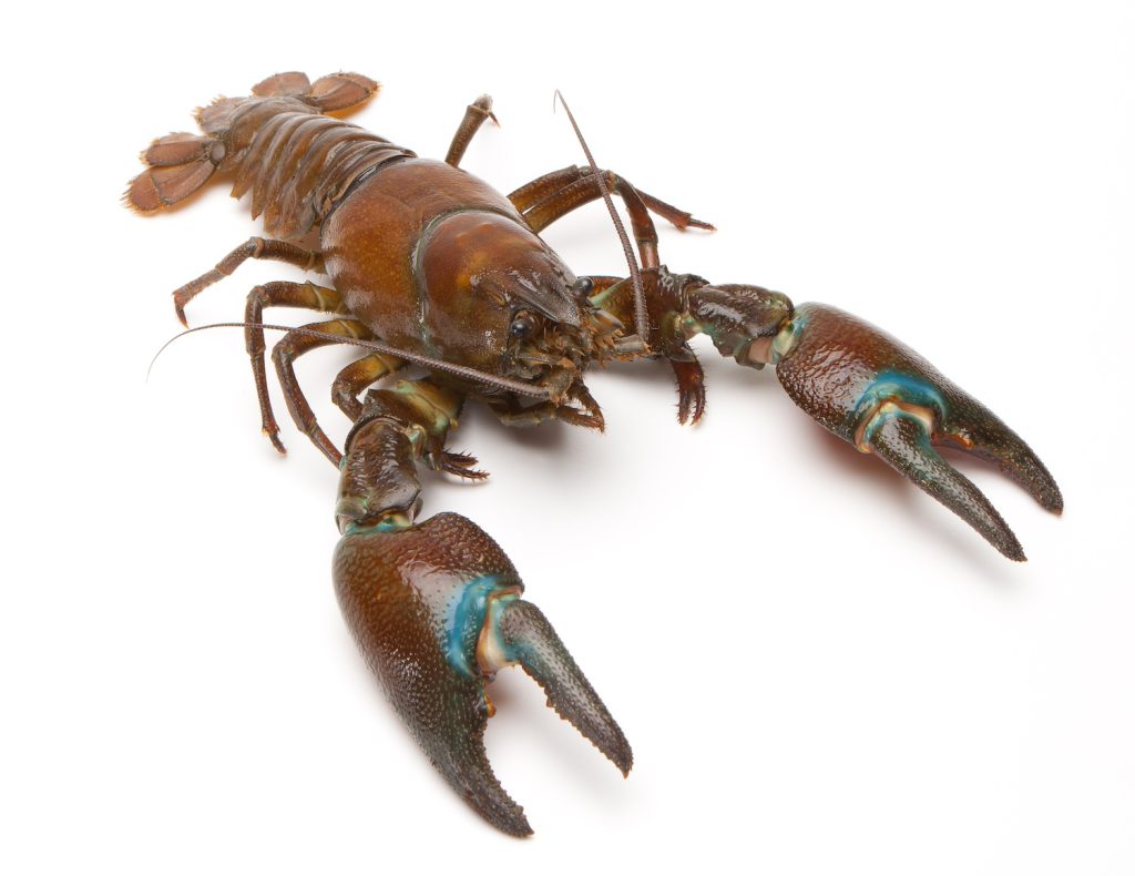 Simply Crayfish - Buy UK Crayfish Online